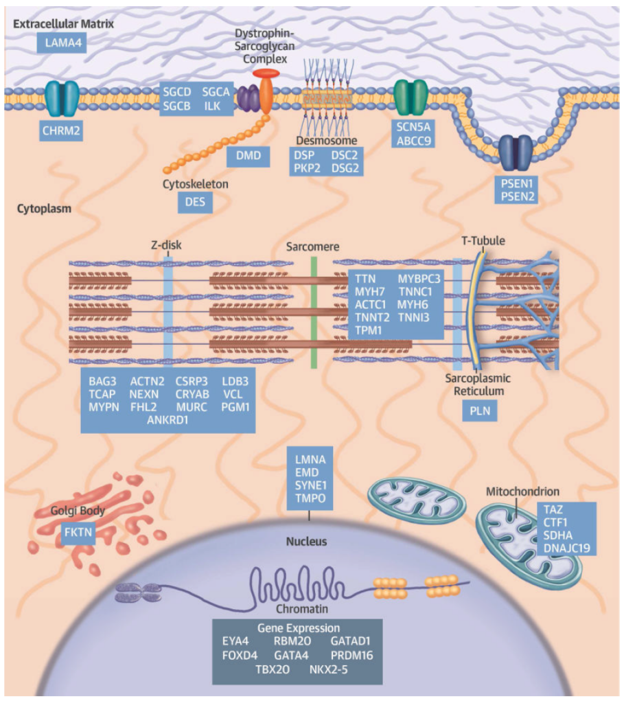 Inherited Cardiomyopathies and Genetics - myCME